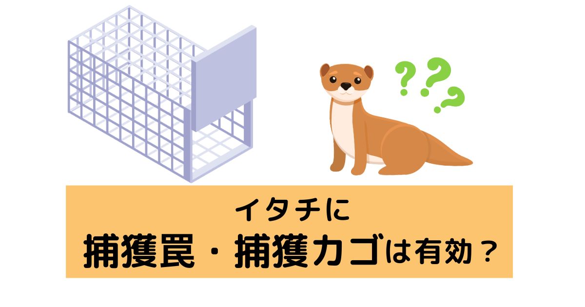 イタチ メス 捕獲禁止理由 – イタチ 鳥獣保護法 _ 狩猟鳥獣ー鳥獣保護法などの日本の法律について – HUQVK